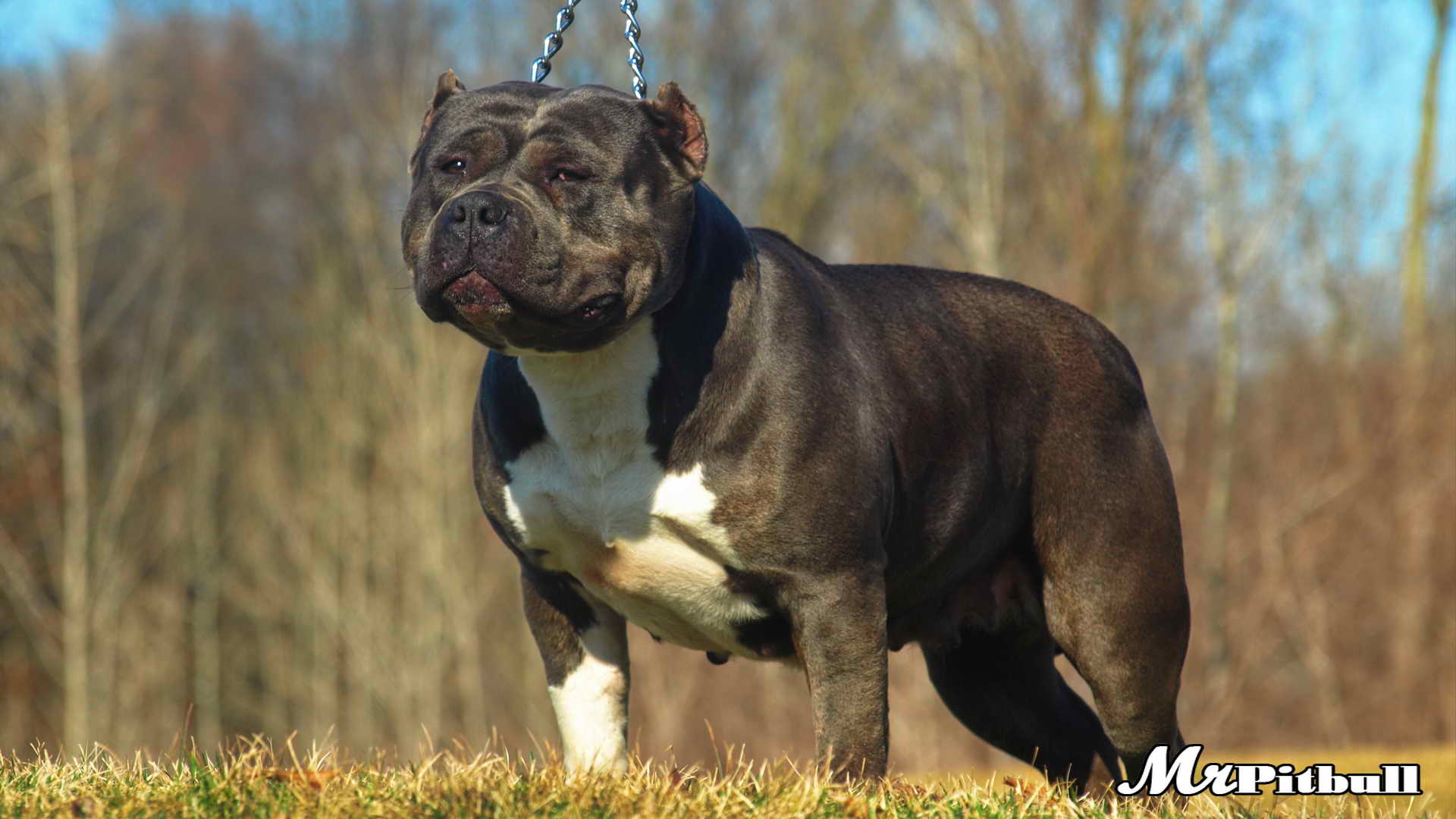 BIG BIGGER BIGGEST AND BADDEST PITBULLS | HD PICTURES
