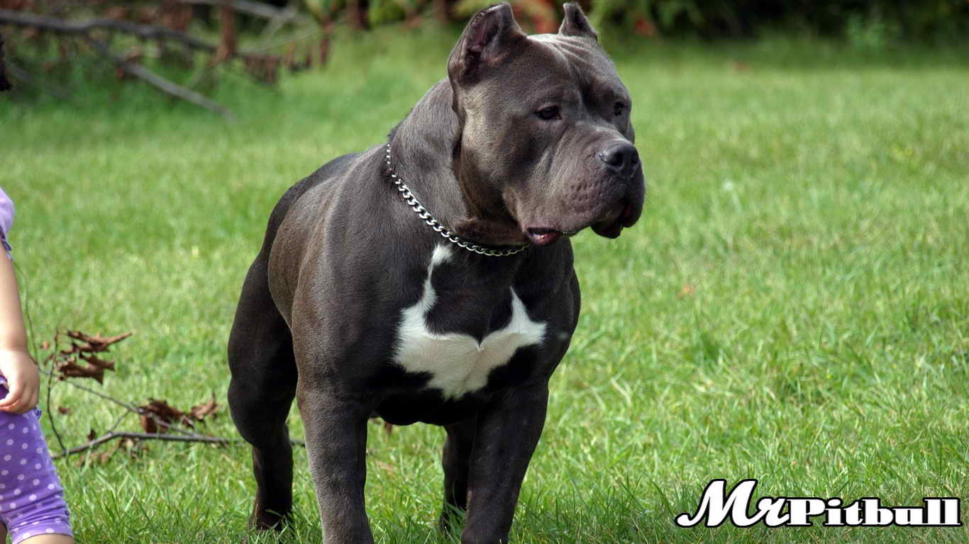 REMYLINE | REMY MARTIN PITBULLS | HIGH DEFINITION PICTURES