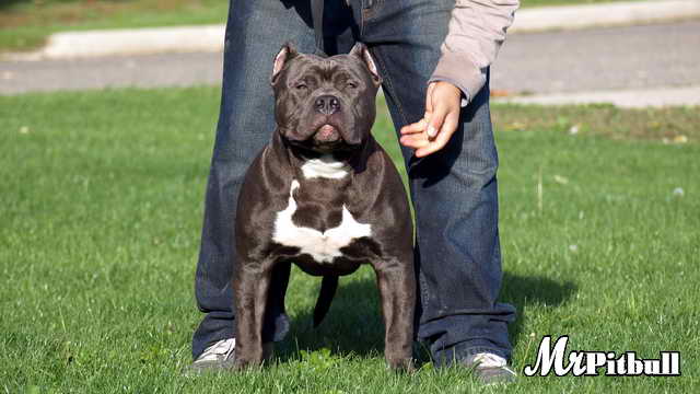 UK PITBULLS | PITBULLS IN ENGLAND | HIGH DEFINITION PICTURES