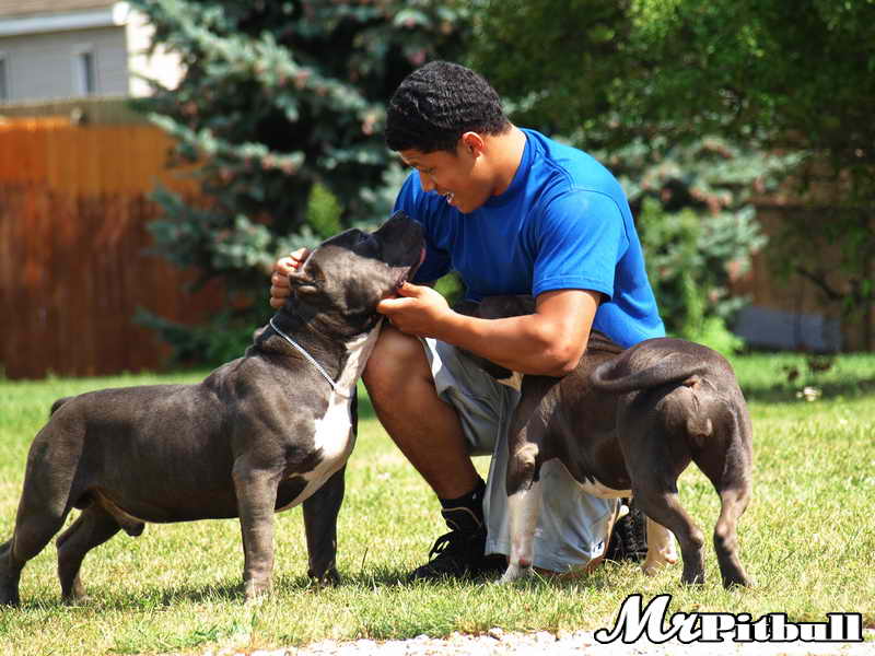 BLUE PITBULLS FOR SALE, PITBULL PUPPIES, BLUE NOSE PITBULL KENNEL