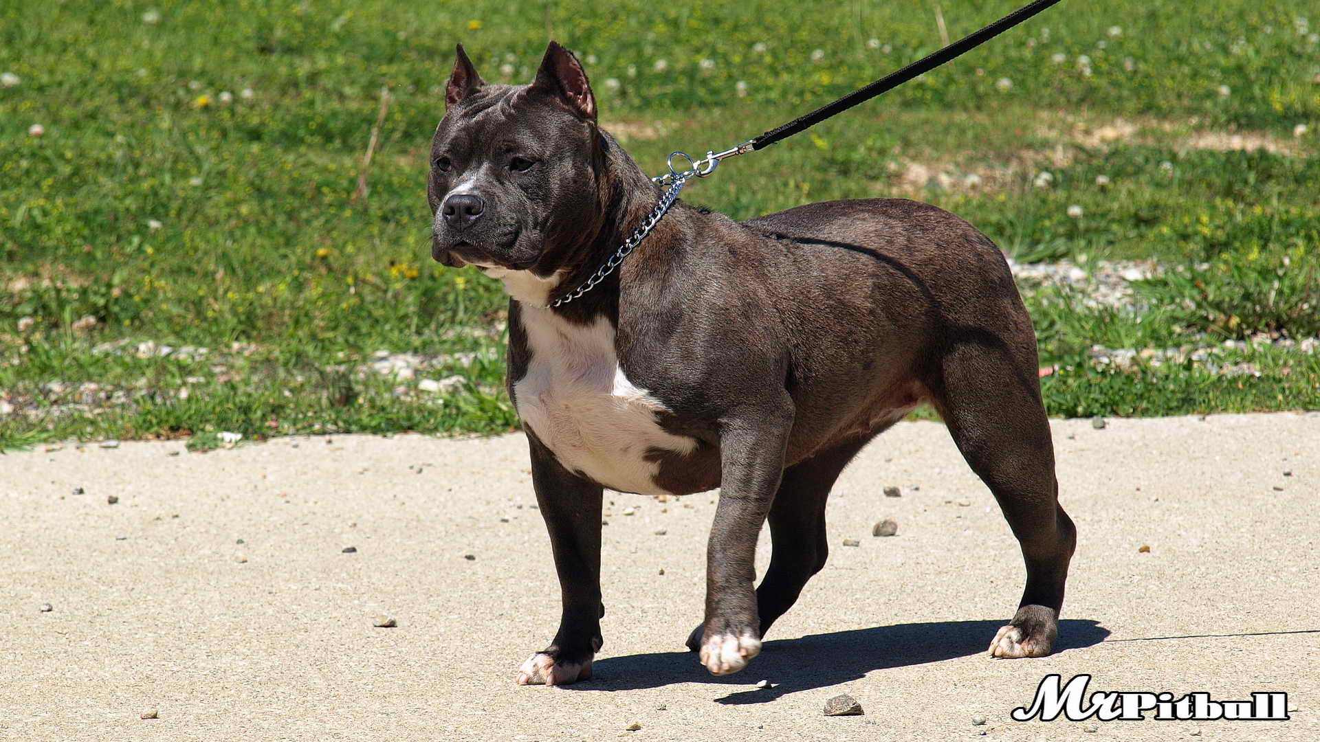 REMYLINE | REMY MARTIN PITBULLS | HIGH DEFINITION PICTURES