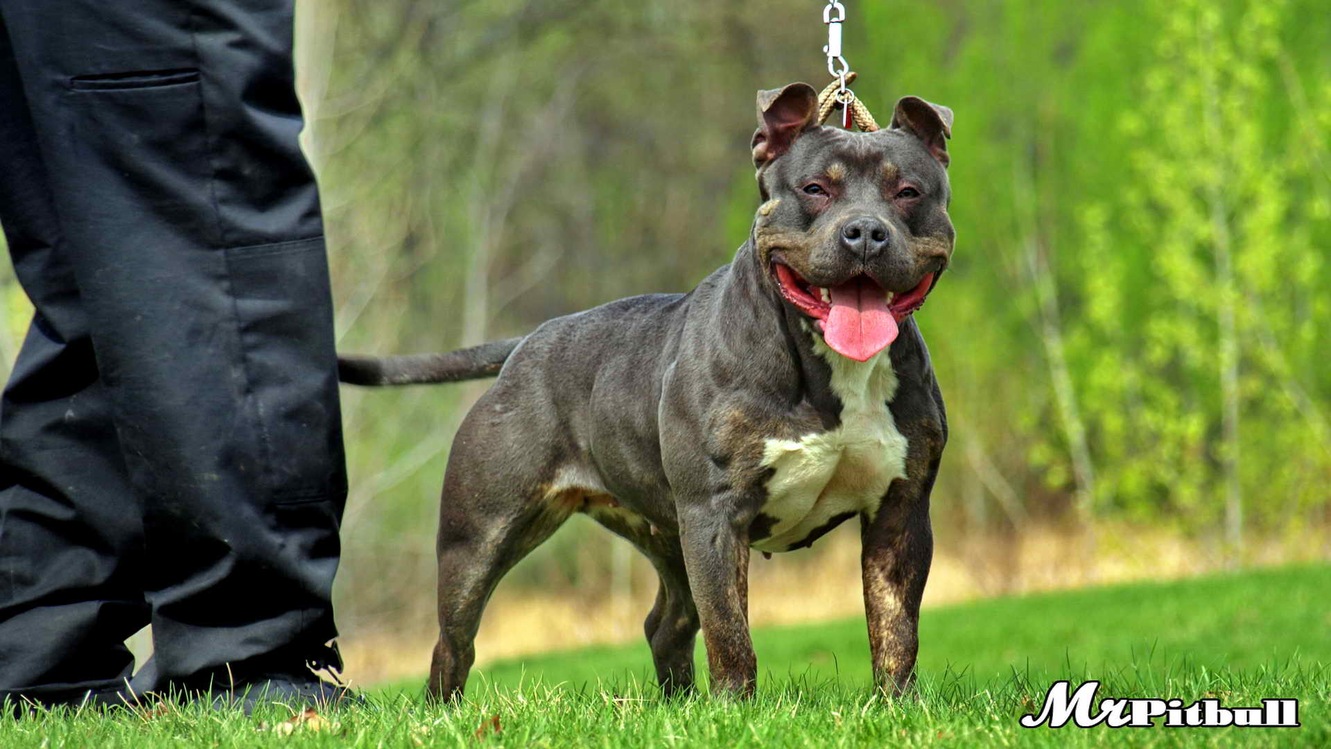 UK PITBULLS | PITBULLS IN ENGLAND | HIGH DEFINITION PICTURES