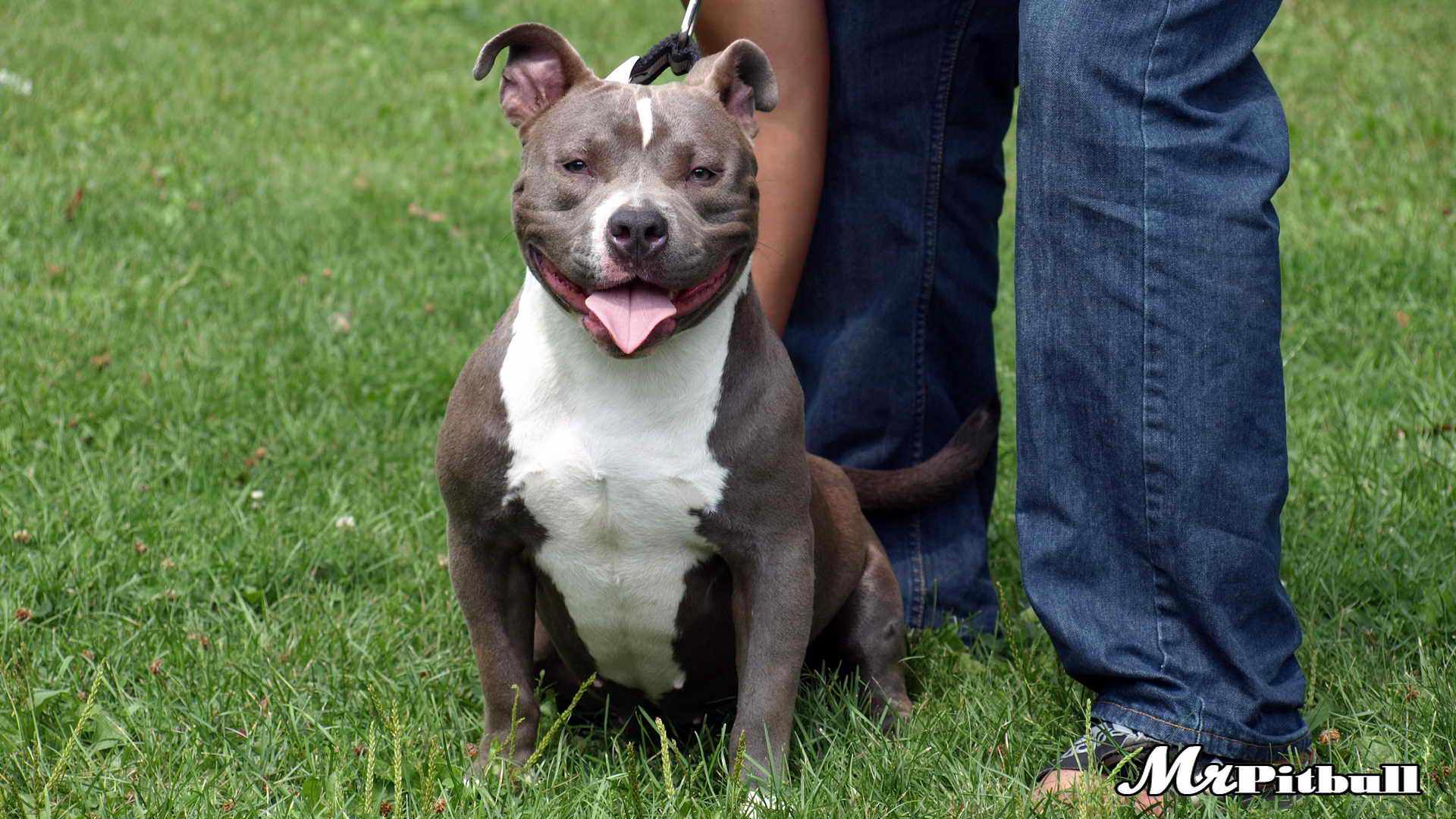 UK PITBULLS | PITBULLS IN ENGLAND | HIGH DEFINITION PICTURES