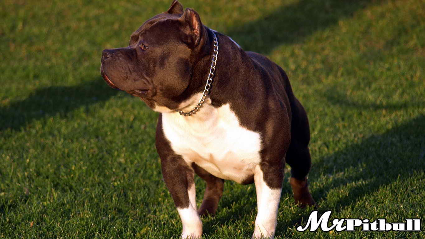 RAZOR'S EDGE PITBULLS