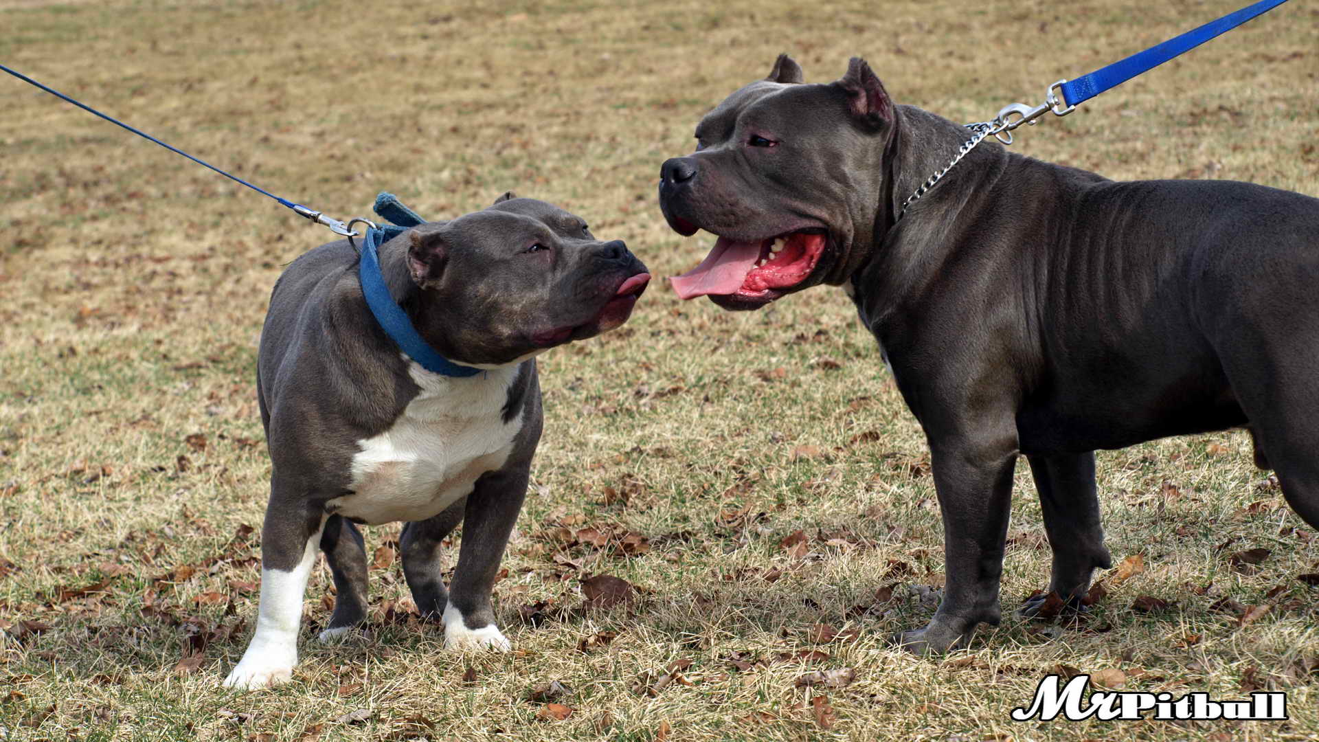 POCKET PITBULLS | HIGH DEFINITION PICTURES
