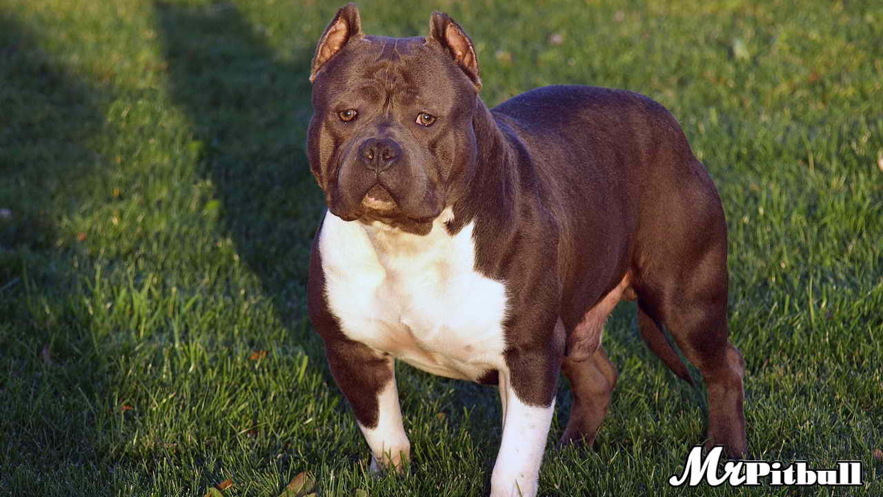 BLUE PITBULLS FOR SALE, PITBULL PUPPIES, BLUE NOSE PITBULL KENNEL