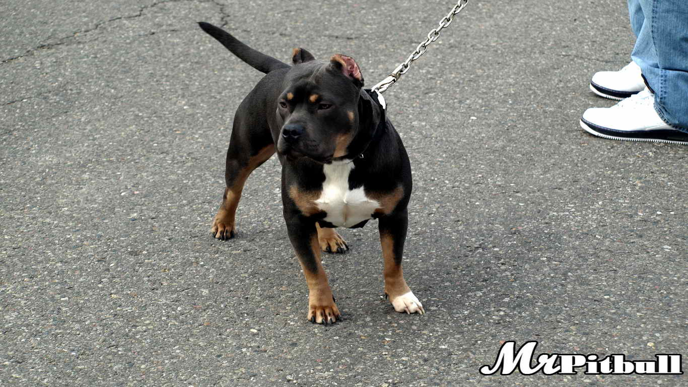 TRI COLOR PITBULLS | HIGH DEFINITION PICTURES