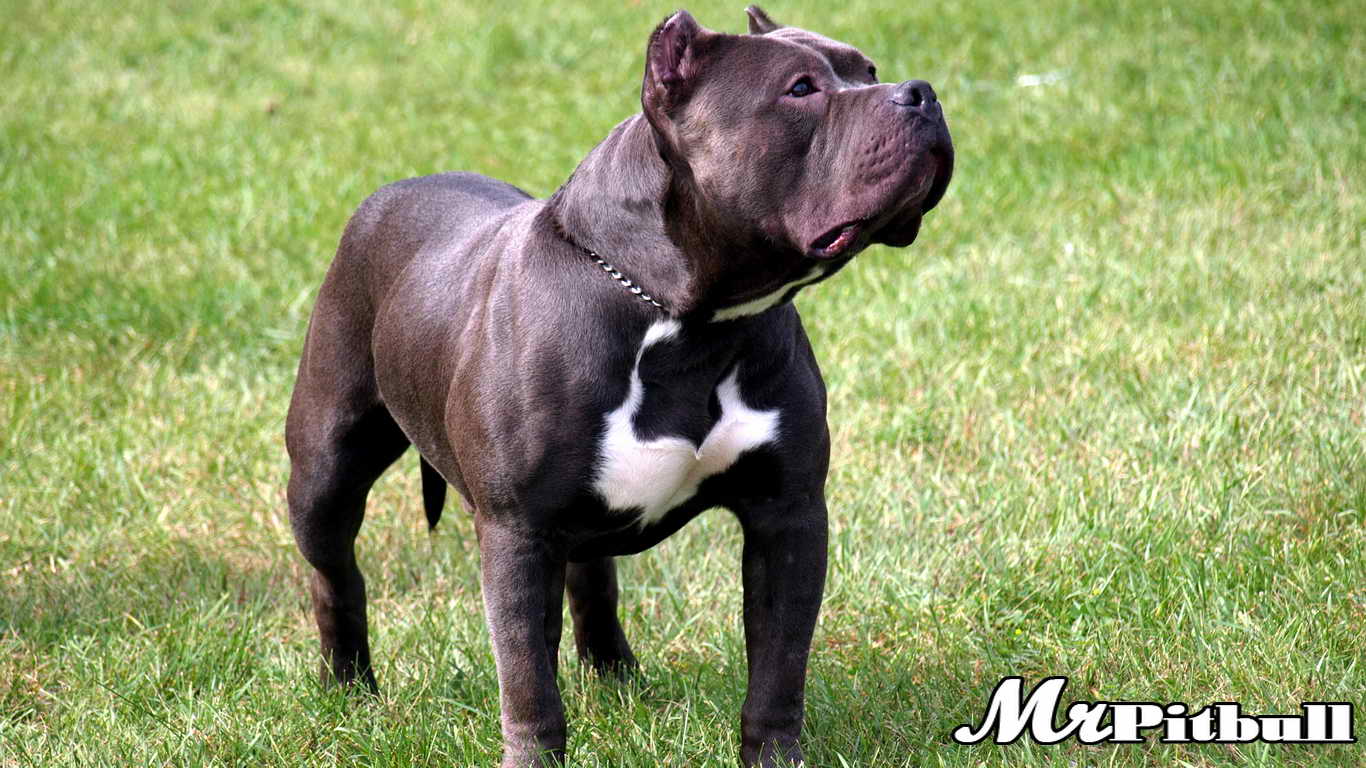 RAZOR'S EDGE PITBULLS