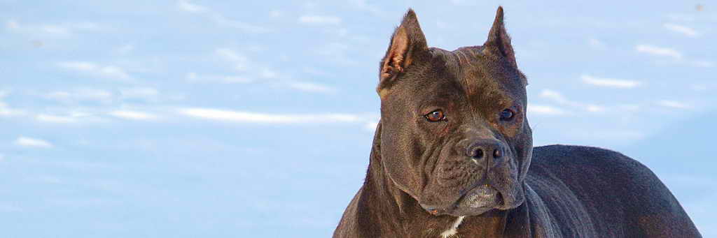 PITBULL BREEDING INFORMATION
