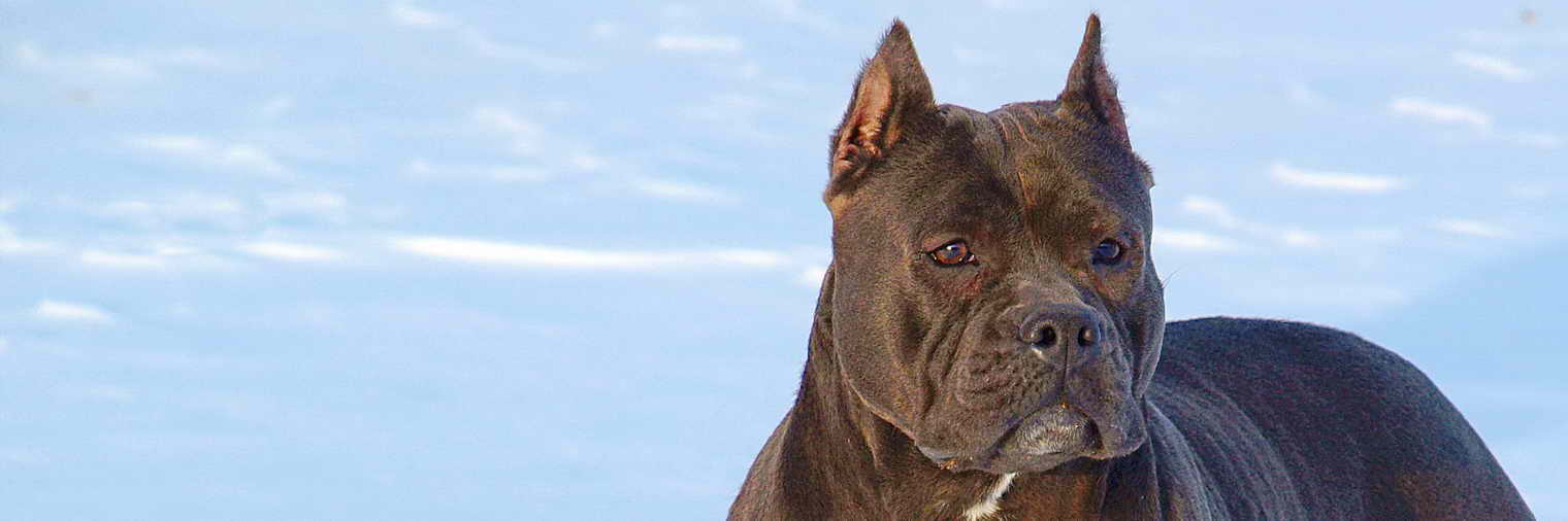 BLUE PITBULLS, PENNSYLVANIA, PA, BLUE PITBULL PUPPIES, FOR SALE