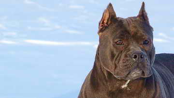 PITBULL MUSCLE BUILDING, MUSCLES, DOGS