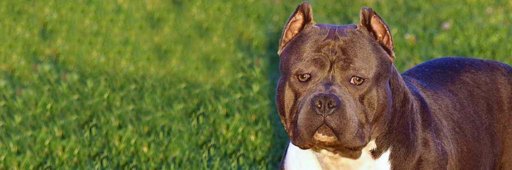 California, CA ,Blue Pitbull Puppies, For Sale, Blue Nose Pit Bulls