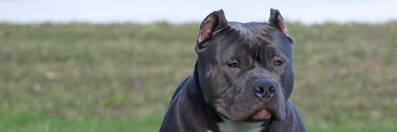 PITBULL BREEDING INFORMATION