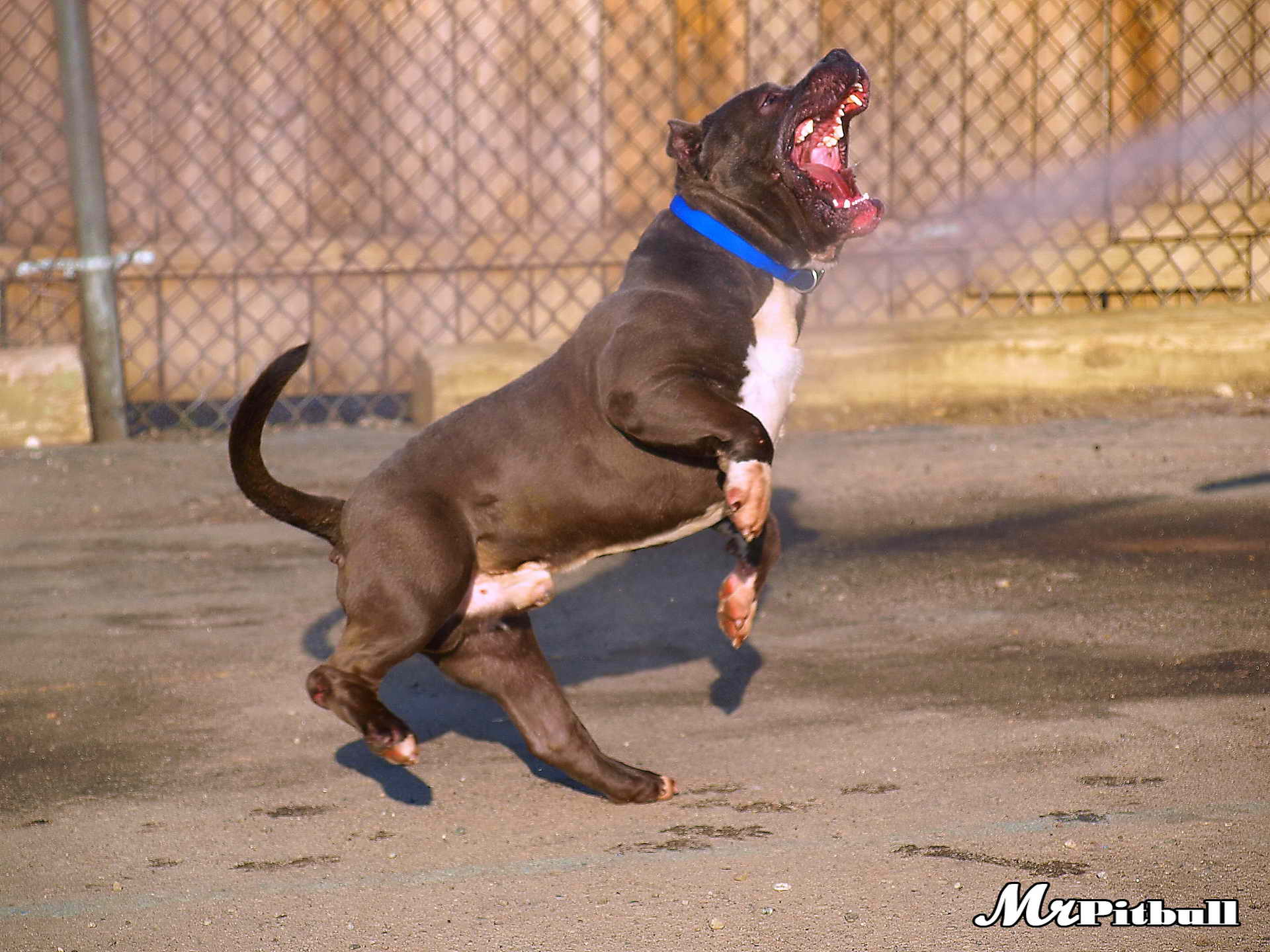 DOG FIGHT - HOW TO STOP OR BREAK UP DOGS FIGHTING