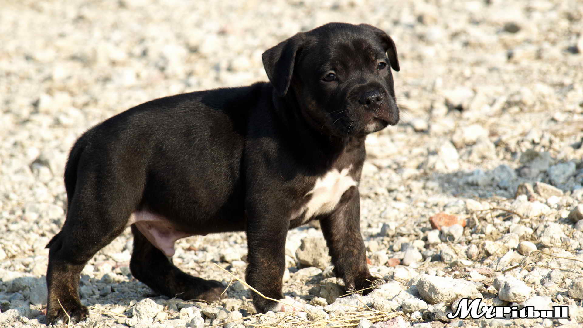 BLUE PITBULL PUPPY PICTURES