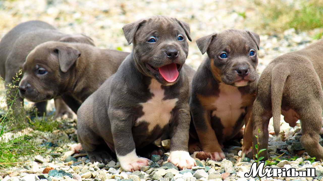 BLUE PITBULLS FOR SALE, PITBULL PUPPIES, BLUE NOSE PITBULL KENNEL