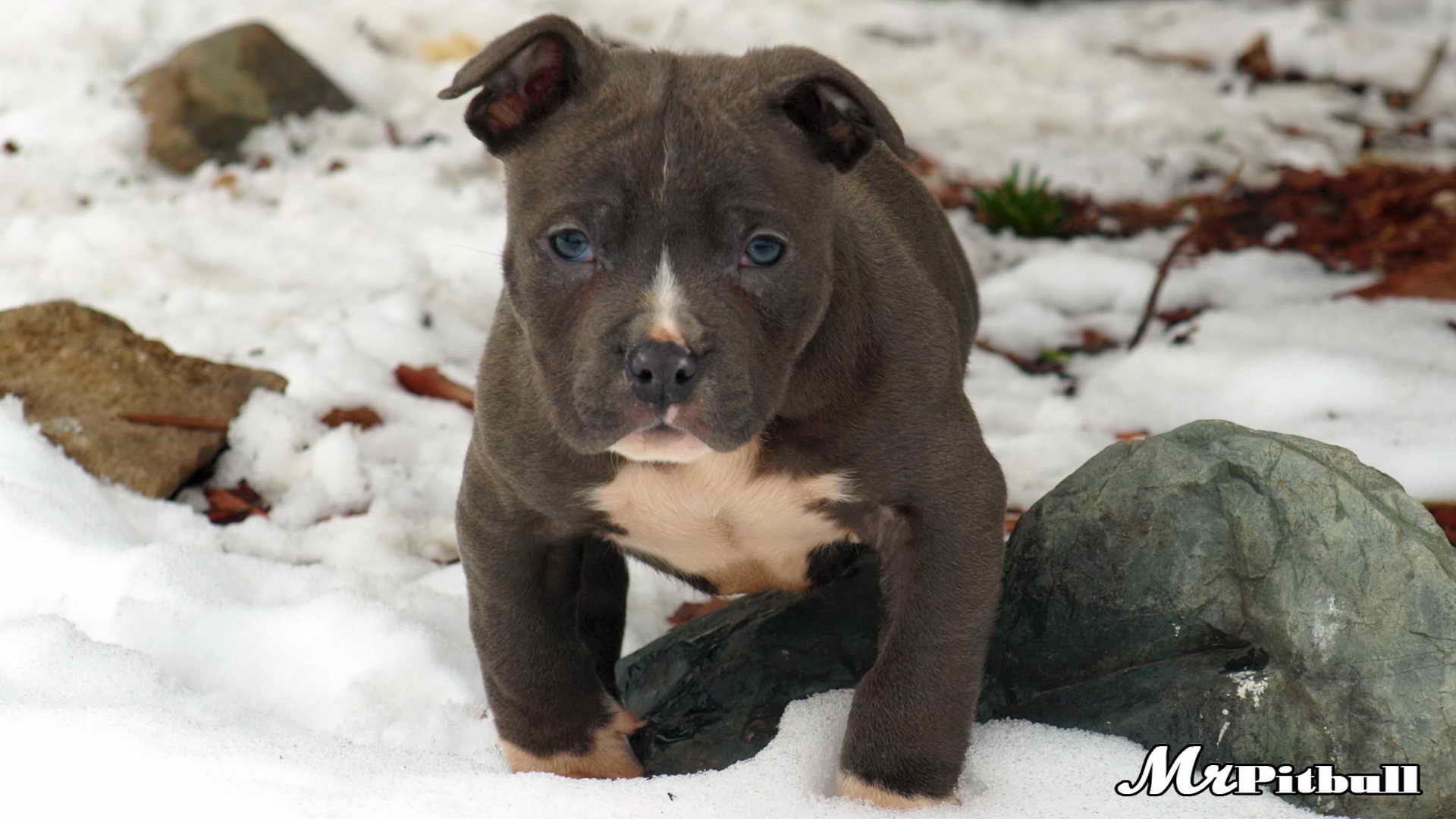 BLUE PITBULL PUPPY PICTURES