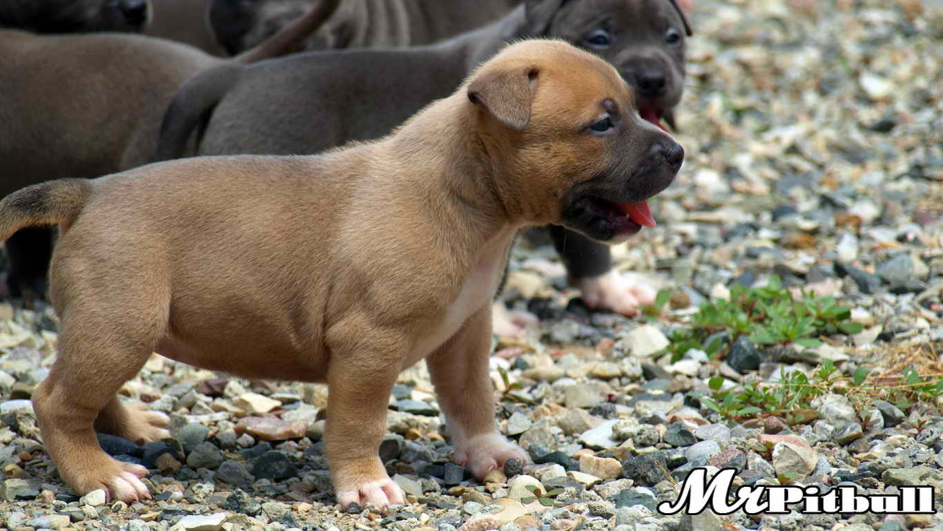 Blue Pitbull Puppies, For Sale, Blue nose Pitbulls, Red, Florida, Fl