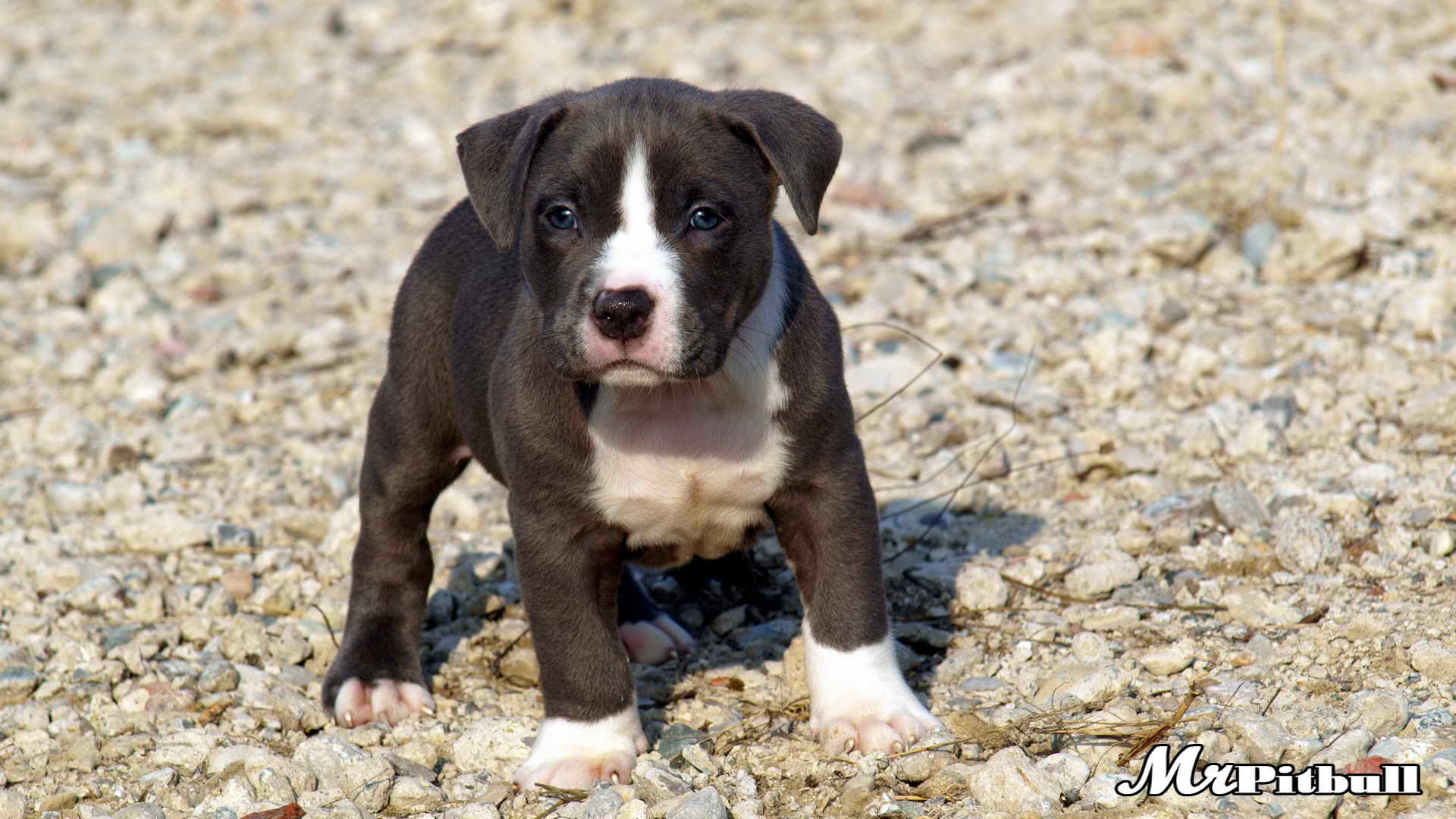 GATOR PITBULL PUPPIES