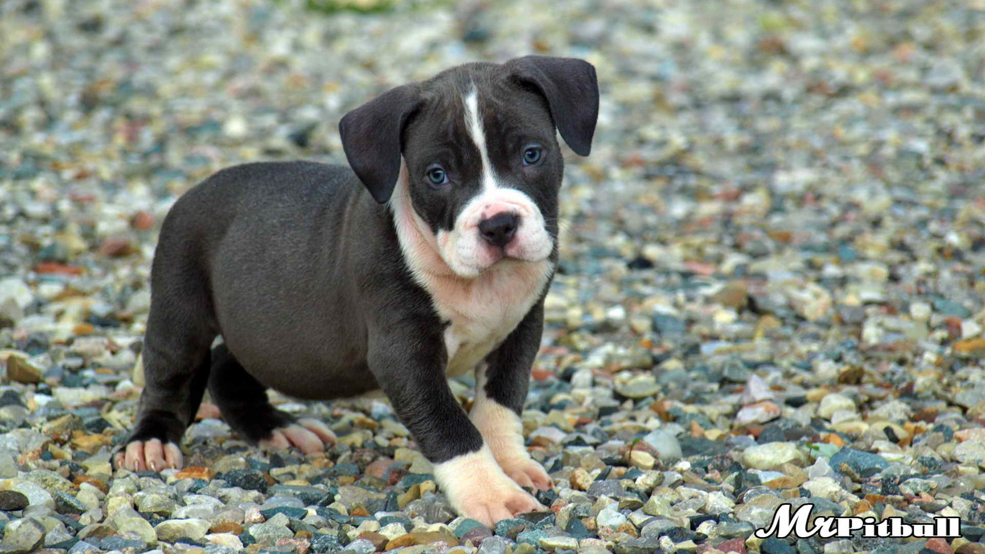 GATOR PITBULL PUPPIES