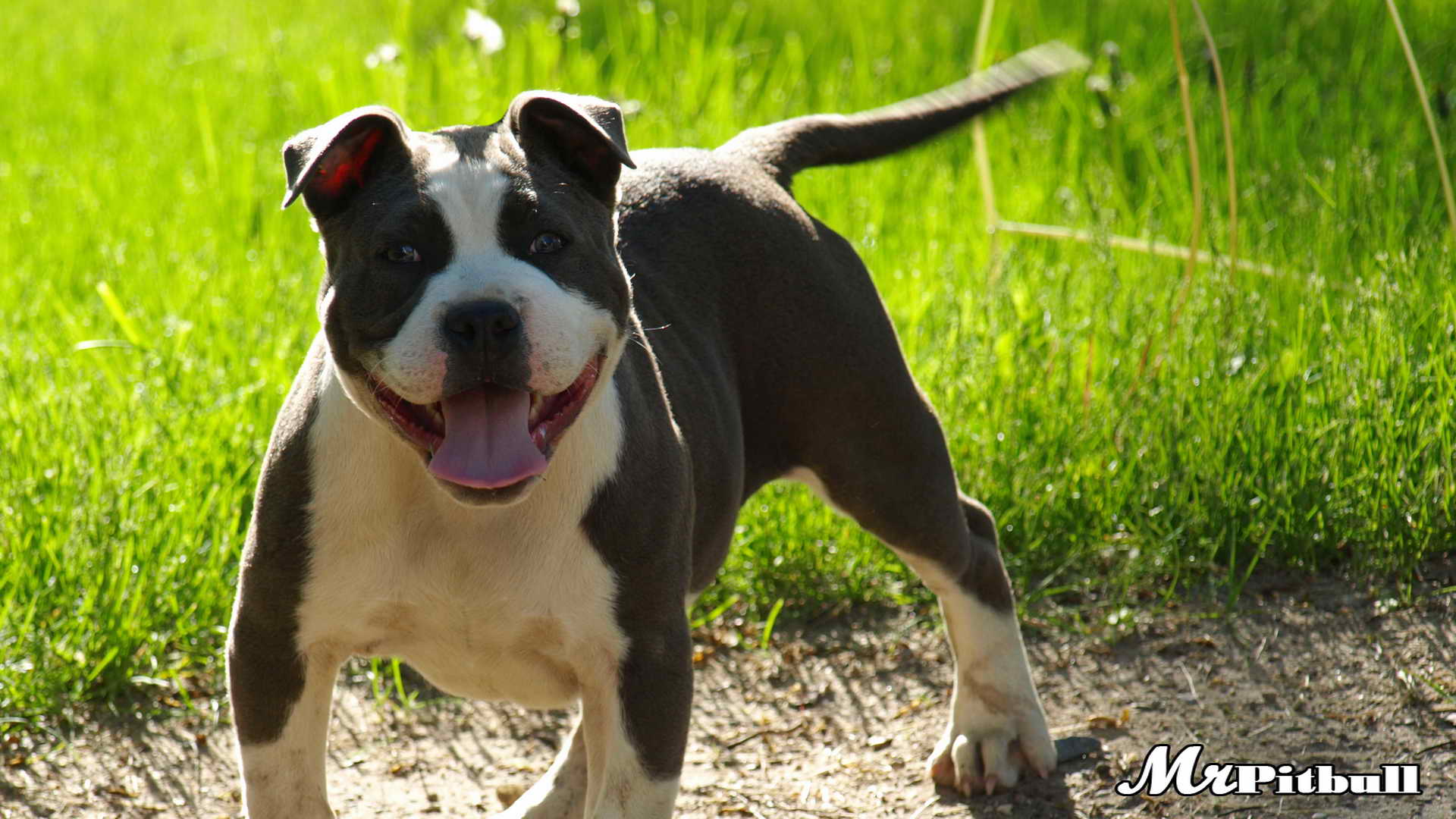 GATOR PITBULL PUPPIES