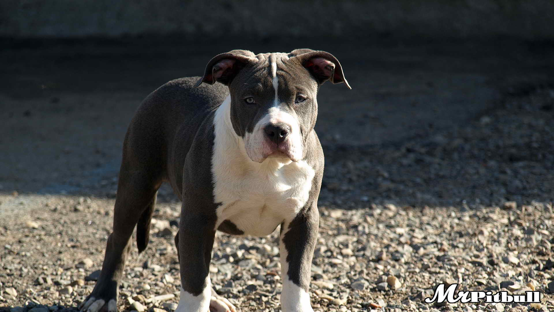 GATOR PITBULL PUPPIES