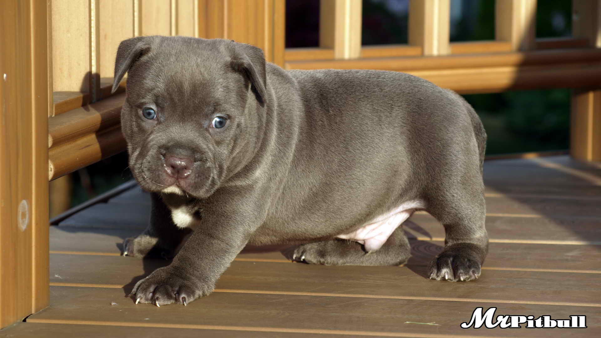 GATOR PITBULL PUPPIES