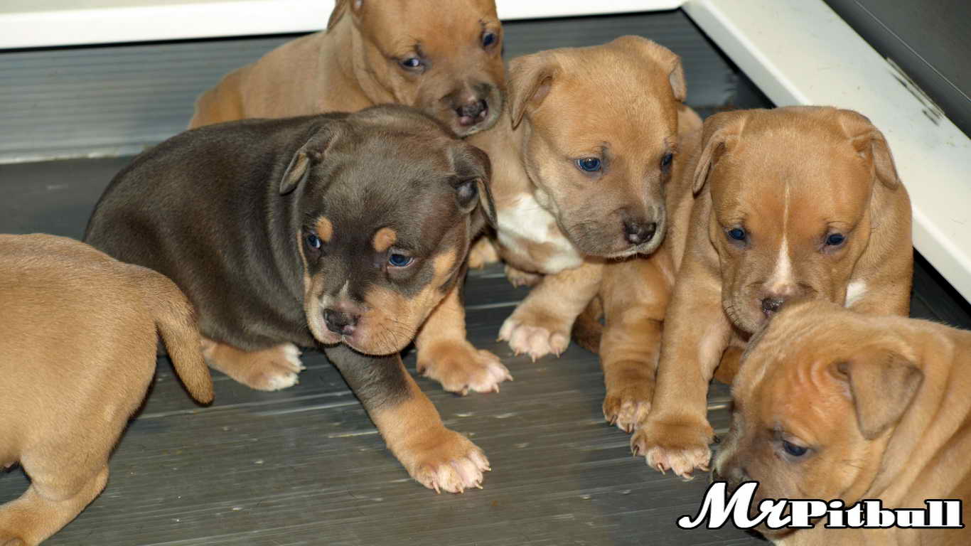 TRI COLOR PITBULL PUPPIES