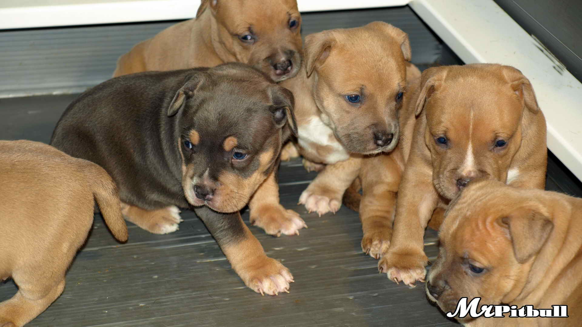 TRI COLOR PITBULL PUPPIES