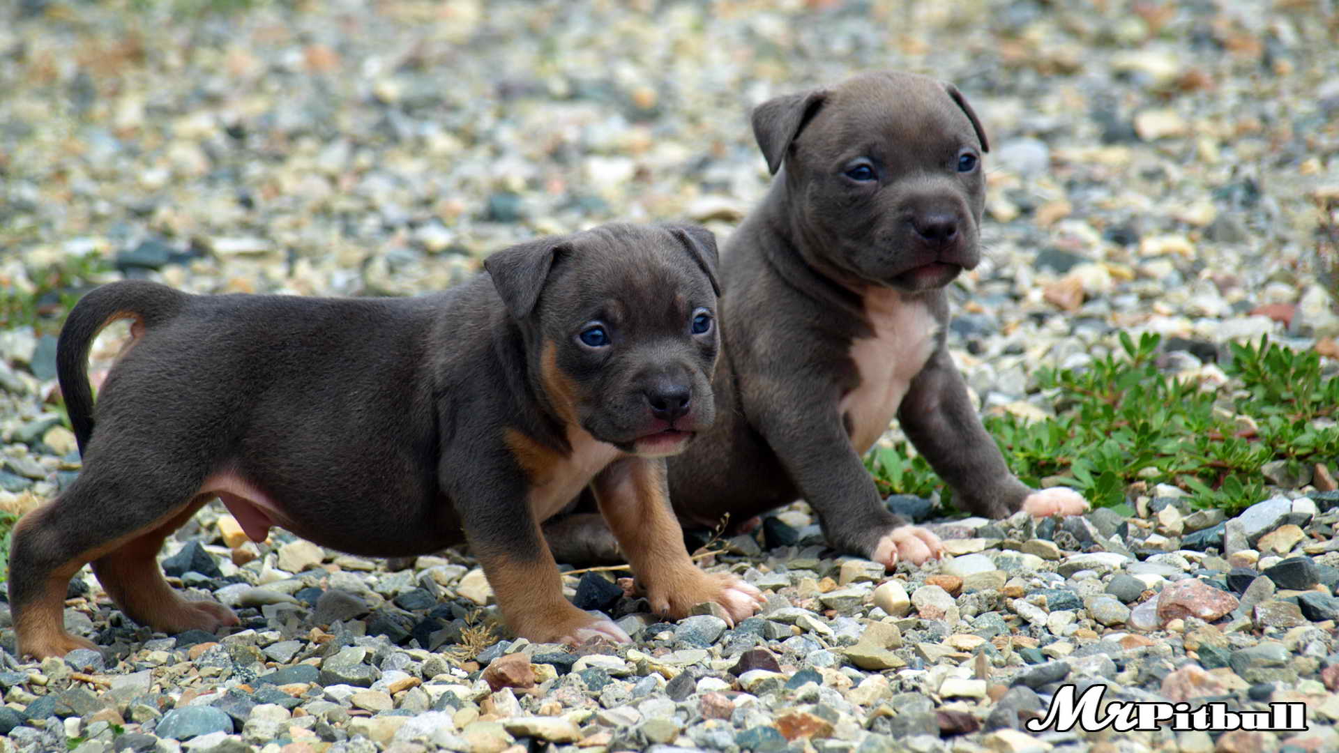 TRI COLOR PITBULL PUPPIES