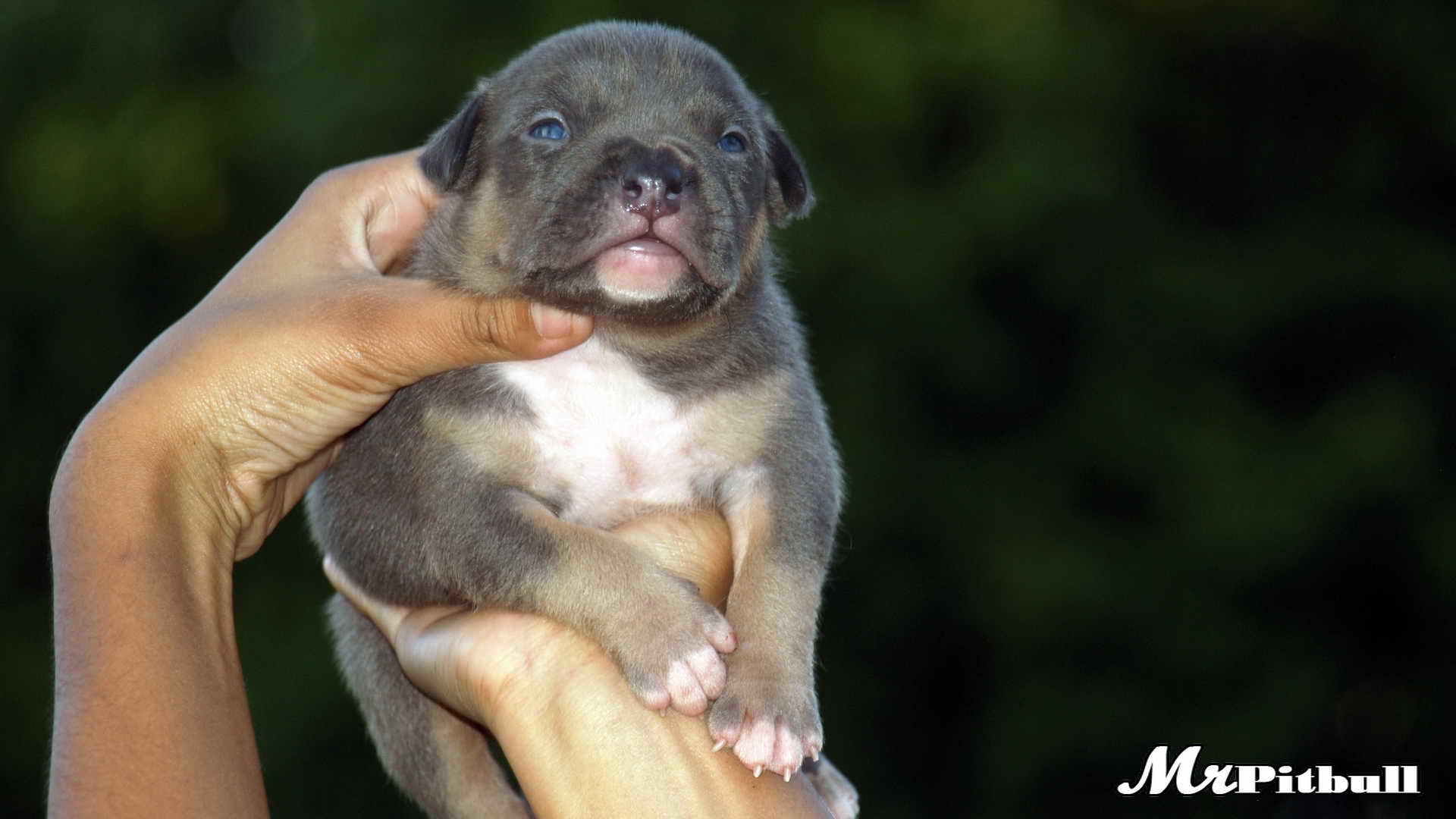 TRI COLOR PITBULL PUPPIES