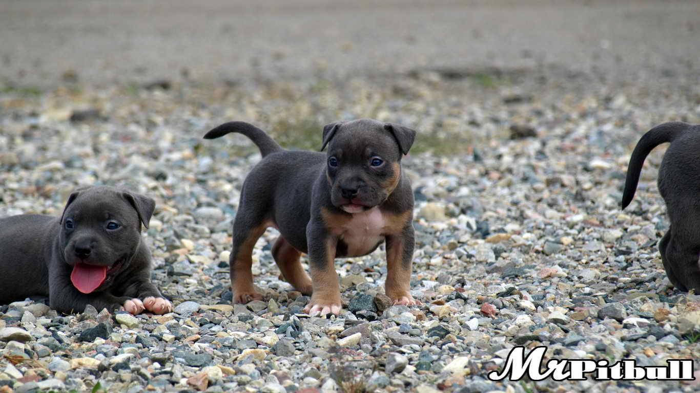 TRI COLOR PITBULL PUPPIES